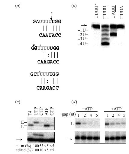 Speci City Of Enzymatic Activities In Rna Editing A Es Sequences Download Scientific Diagram