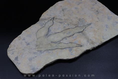Dinosaur Foot Print Grallator Variabilis