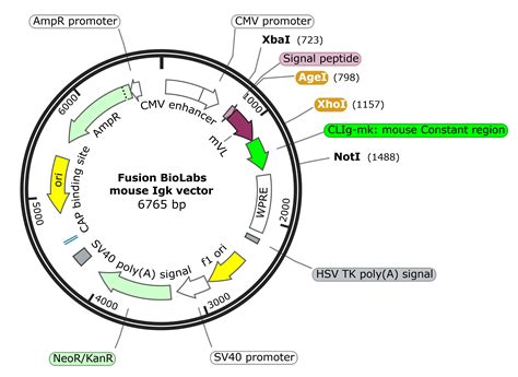 Pfb Clig Mk Mouse Igk Mammalian Expression Vector High Antibody Expression Fusion Biolabs