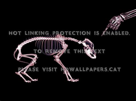 X 線犬の頭蓋骨の骨格動物の骨格 高画質の壁紙 Pxfuel