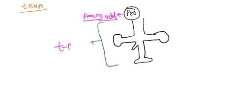 Part A Interpret The Viral Genome Models Diag 0w Correct Label To Each Blank Not All Labels