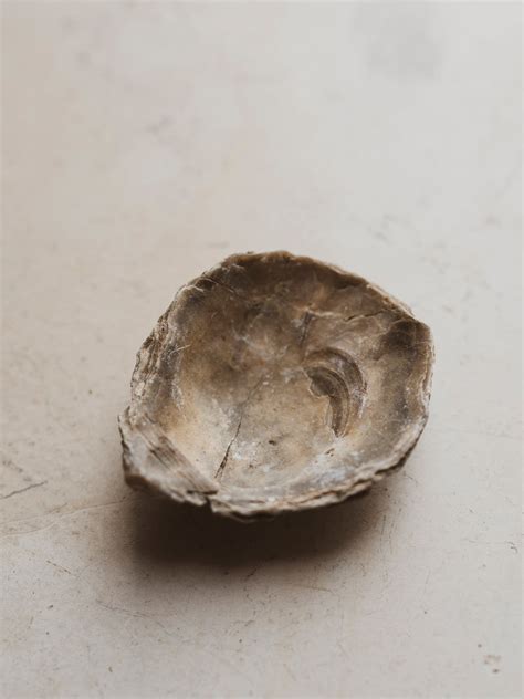 1 2 5 Fossilized Scallop Chesapecten Jeffersonius Shell Rm515 Black Moth