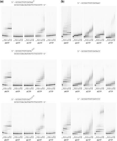Primer Extension Assays With Mismatched Primer Termini A Extension Download Scientific
