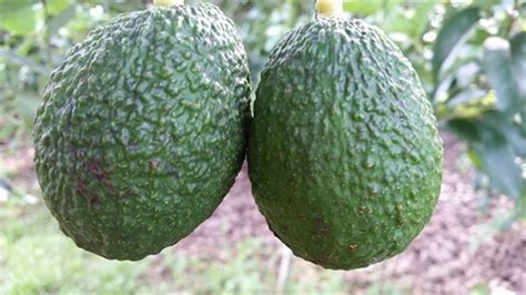 อะโวคาโด พันธุ์แฮส โดยวิทธาดาฟาร์ม อ แม่แตง จ เชียงใหม่ รหัสสินค้า 231824