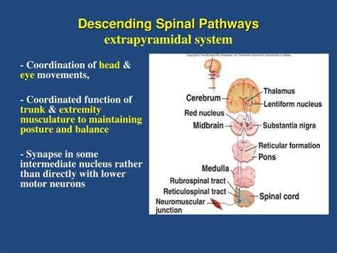 Ppt Motor Areas Extrapyramidal System Powerpoint Presentation Free