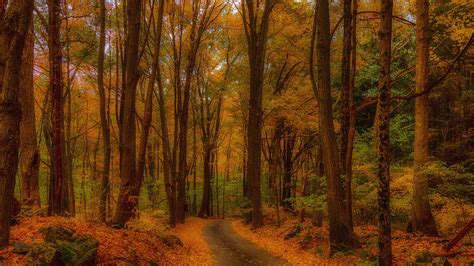 Обои парк дорога на рабочий стол высокого качества · 1920x1080 Full Hd бесплатная фотография от