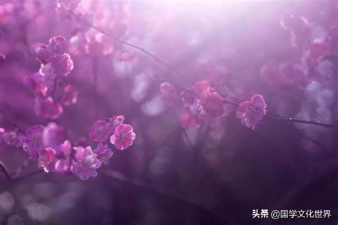 最美梅花詞寫盡李清照不平凡的人生 每日頭條