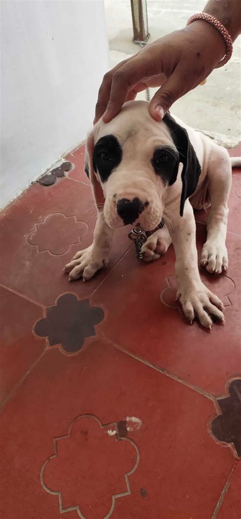 Bully Kutta Puppies