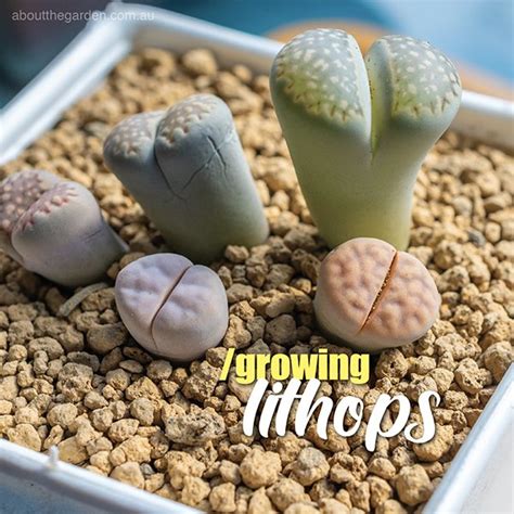 Growing Lithops Succulent About The Garden Magazine