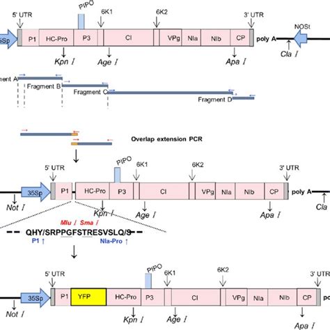 Schematic Description Of The Infectious Clones Of Soybean Mosaic Virus Download Scientific