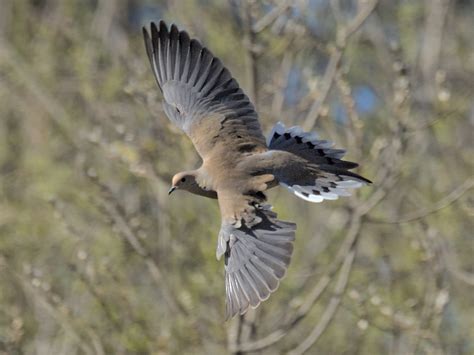 Mourning Dove Birdforum