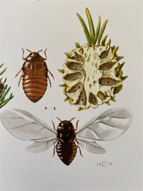 Vintage 1960s Entomology Print Plant Lice Illustration Natural