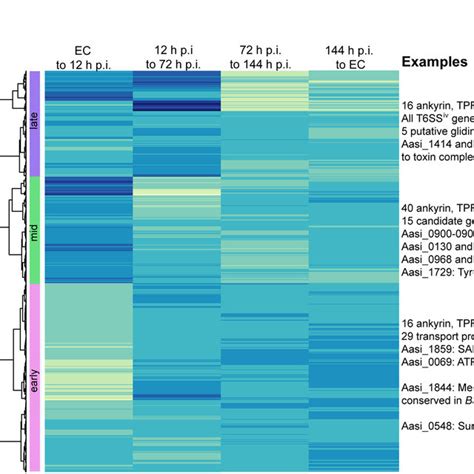 Temporal Gene Expression Patterns During The A Asiaticus Life Cycle