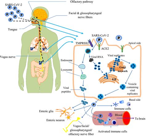 Schematic Representation Of Sars Cov 2 Invasion Of Download