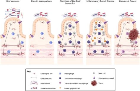 The Enteric Nervous System In Gastrointestinal Disease Etiology 2021 R Ibsresearch