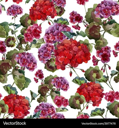 Geranium Pattern Royalty Free Vector Image Vectorstock
