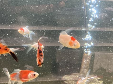 DCMのペット情報館 金魚 コメット