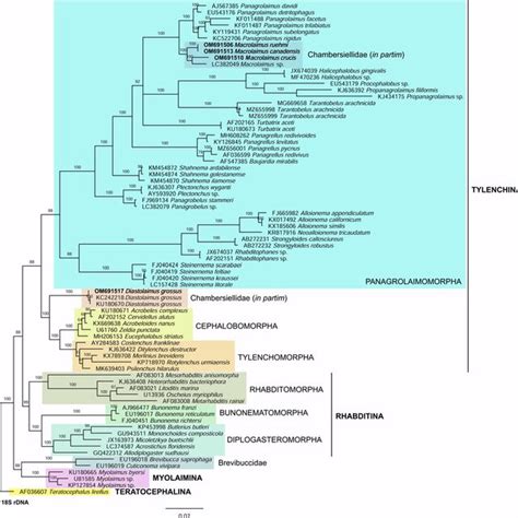 Dendrogram From Hierarchical Clustering Based On Morphological