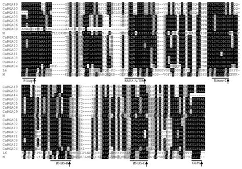 Amino Acid Sequence Alignment Between P Loop And Glpl Of Tir Nbs Lrr Download Scientific