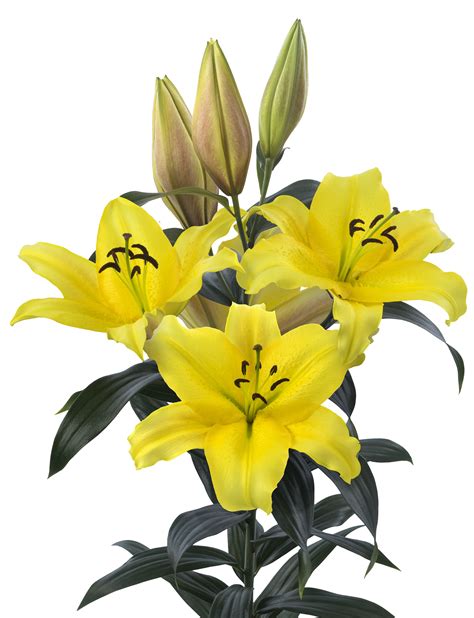 Lily OT Sainz Different Types Of Flowers Flowers Australia Lily