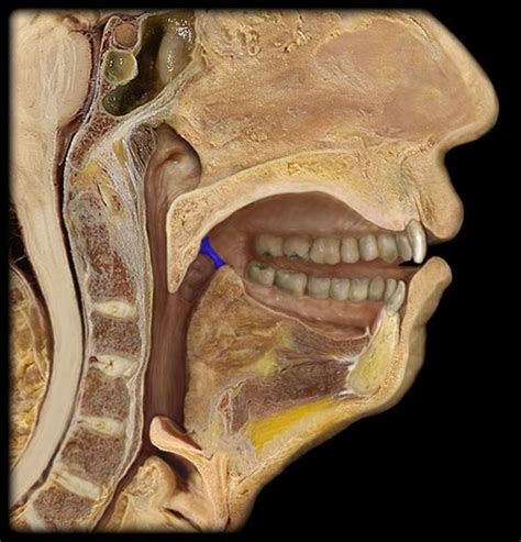 LAB EXAM Flashcards Quizlet LAB EXAM Flashcards Quizlet