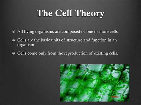 PPT Cell Structure Function PowerPoint Presentation Free Download ID 2337247
