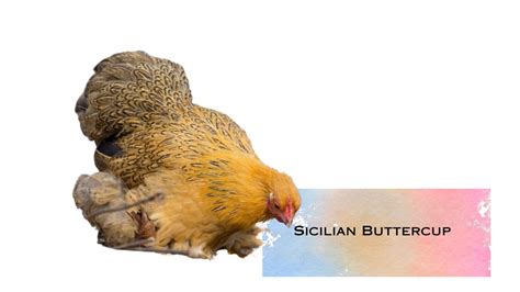 What Chickens Lay White Eggs White Egg Laying Chickens Top 19