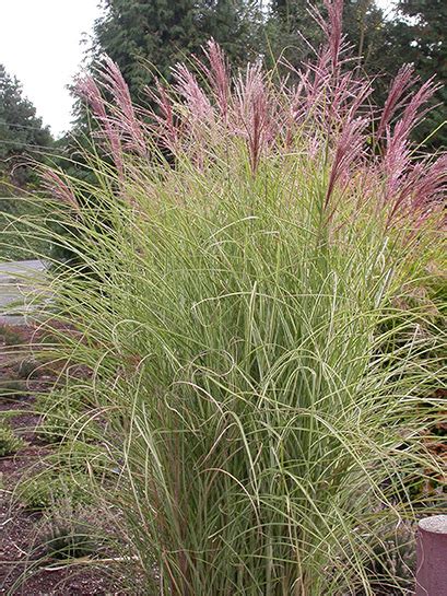 Miscanthus Sinensis ‘morning Light Kiefer Nursery Trees Shrubs Perennials