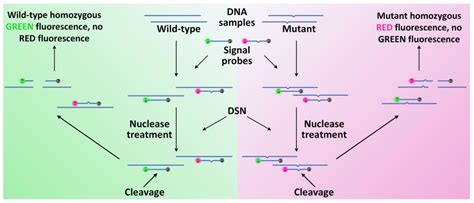 State Of The Art Fluorescent Probes Duplex Specific Nuclease Based Strategies For Early Disease