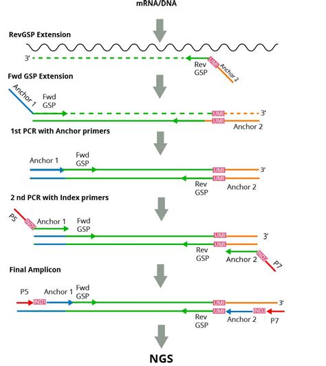 Drivermap Adaptive Immune Receptor Air Tcr Bcr Profiling Cellecta
