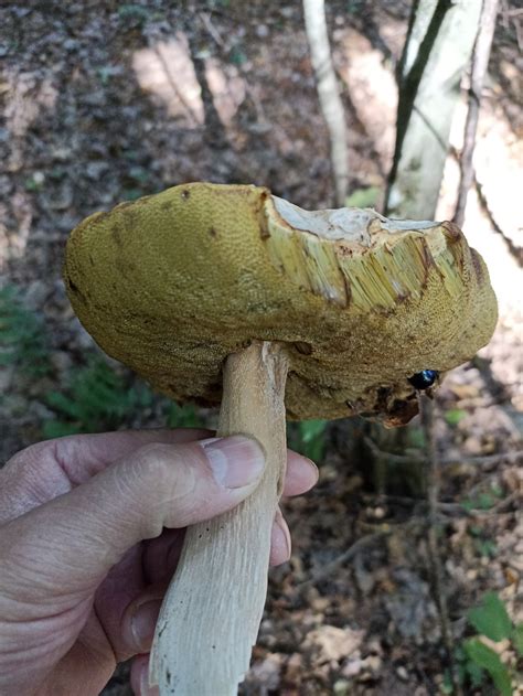 Белый гриб 9 фото гриба 02 09 2022