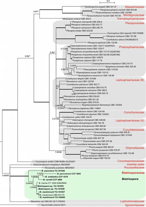 Bayesian Phylogenetic Tree Based On Lsu Rdna Sequences Showing The