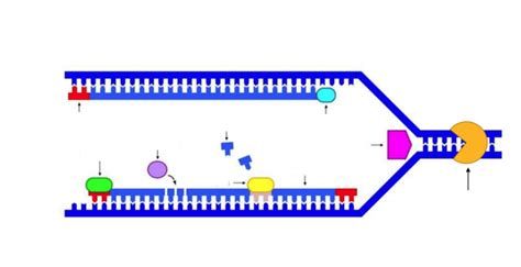 IB Bio Midterm Diagram Quizlet