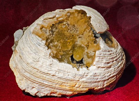 Fossil Clam With Calcite Crystals Stock Image C Science Photo Library