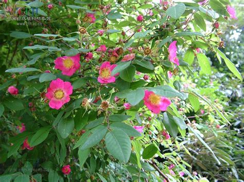 扁刺蔷薇图片 刺蔷薇图片 无刺蔷薇图片 第2页 大山谷图库