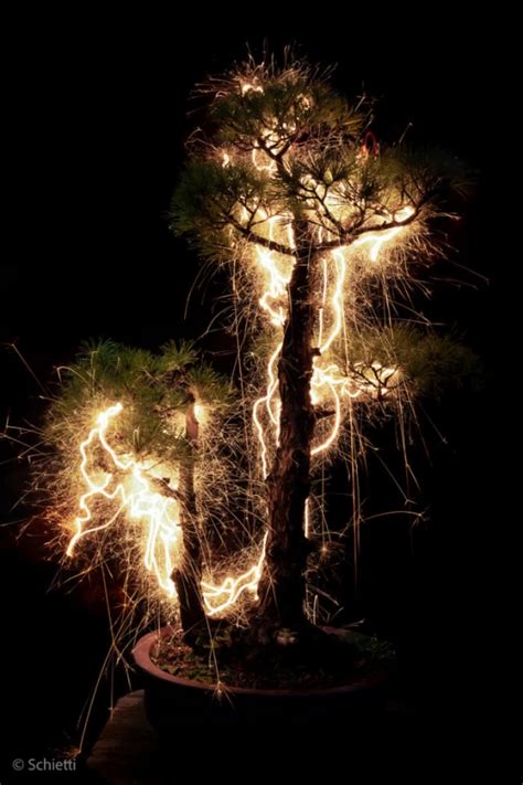 عکاس برزیلی ۱۷ عکس دلربا از درختان پر از جرقه های نور را ثبت کرد