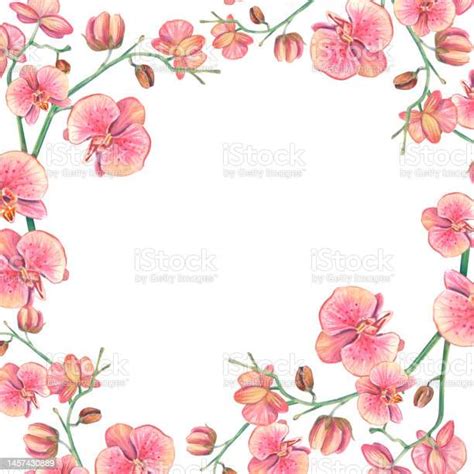 수채화 난초 꽃과 사각형 프레임입니다 열대 분홍색 꽃의 흰색 배경에 고립된 그림 배경 디자인 팩 스파 텍스트 템플릿에 대한 꽃 식물 그림 0명에 대한 스톡 벡터 아트 및