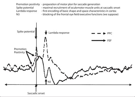 Saccadic Eye Movement Evoked Potentials Recorded In Healthy Subjects Download Scientific