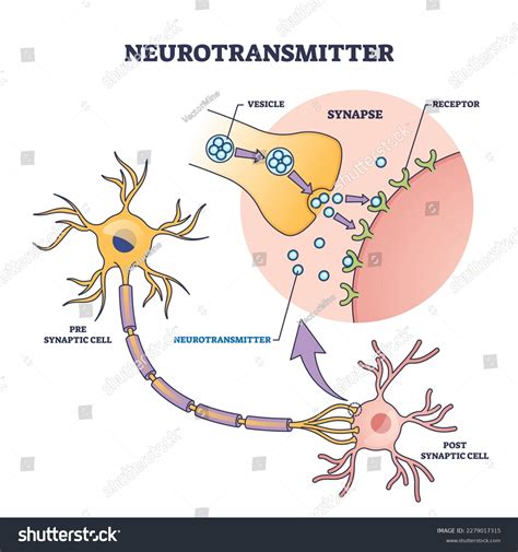 899 Brain Anatomy Transfers Stock Vectors And Vector Art Shutterstock