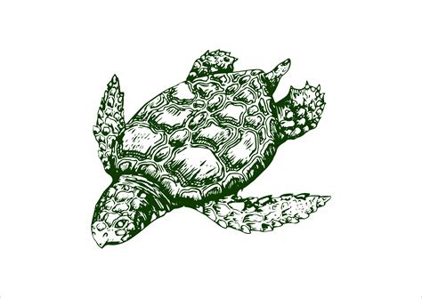 Hand Drawing Vintage Turtle Graphic By Inksucker · Creative Fabrica