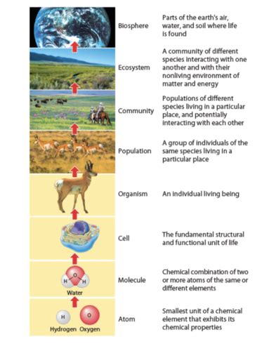 Lecture 5 ECOSYSTEMS Chapter 3 In Textbook Flashcards Quizlet