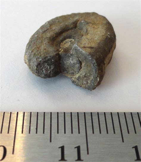 Something Coiled Fossil Id The Fossil Forum