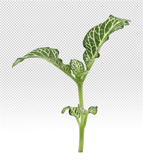 Premium Psd Green Leaf Isolated For Composition And Backgroung