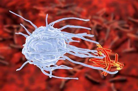 Dual Origins Of Tissue Macrophages Research Outreach