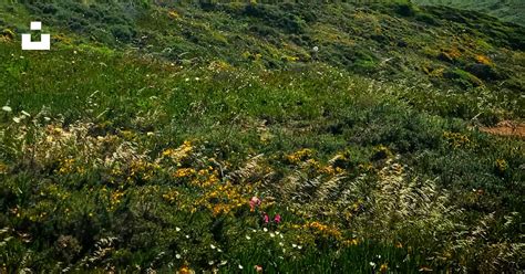 낮에는 하얗고 푸른 하늘 아래 산을 바라보는 푸른 들판의 집들의 항공 사진 사진 Unsplash의 무료 카보 다 로카 이미지