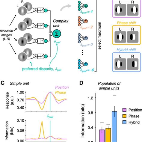 Disparity Encoding And Shannon Information Download Scientific Diagram