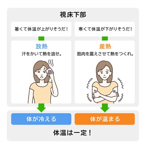 体温調節の仕組み 脳と体で何が起きているの 体温の基礎知識 体温と健康 テルモ体温研究所