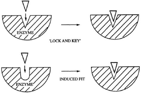 Bonding Interactions Between Substrate And Enzyme Download Scientific Diagram