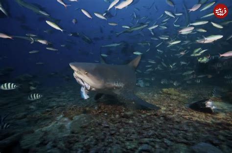 ۱۱ واقعیت باورنکردنی در مورد کوسه قاتل گاو نر