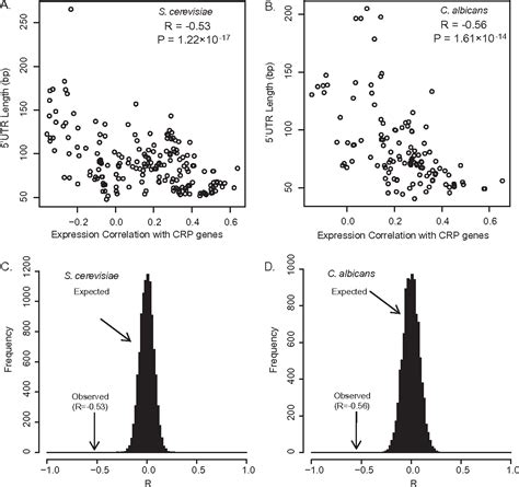 Figure 1 From Evolution Of 5 Untranslated Region Length And Gene Expression Reprogramming In